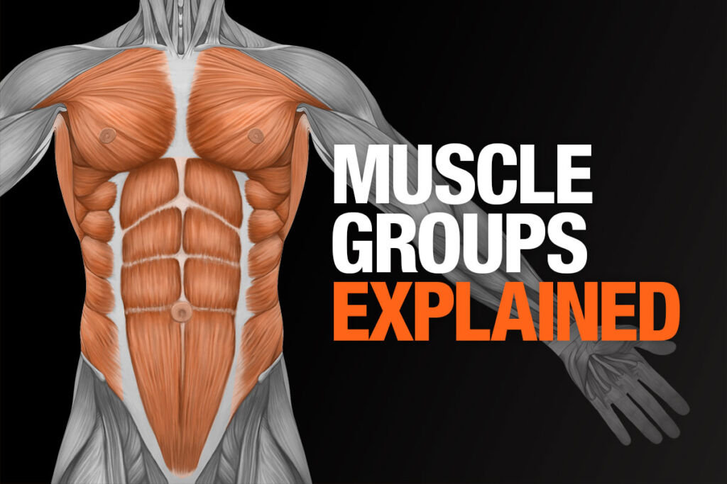 Muscle Groups Explained | Mirafit