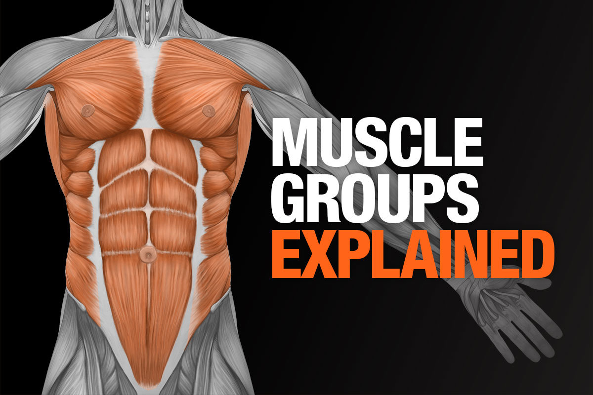Muscle Groups Explained | Mirafit