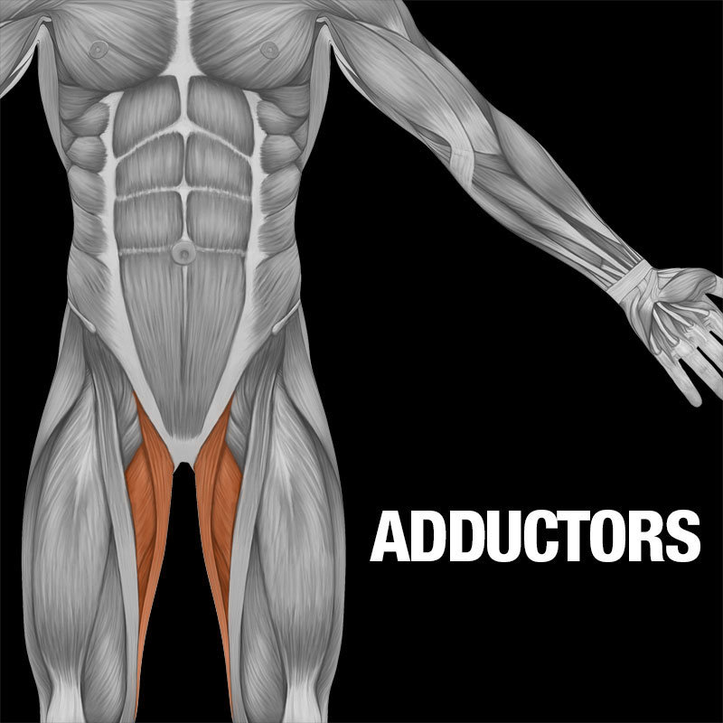 Muscle Groups Explained | Mirafit