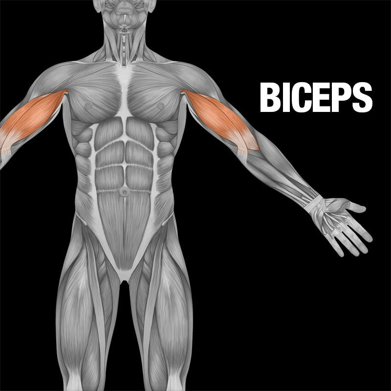 Muscle Groups Explained | Mirafit