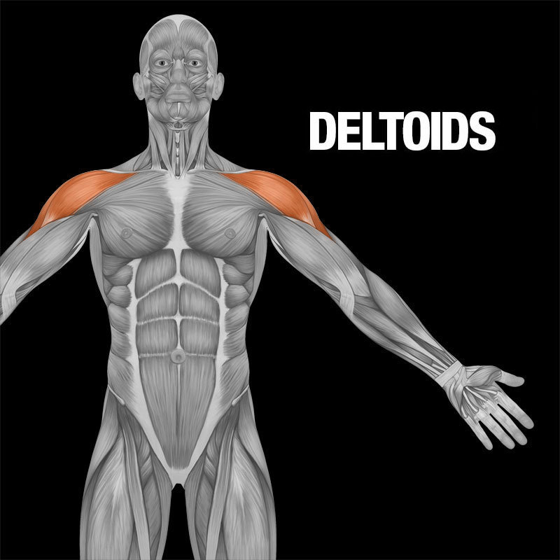 Muscle Groups Explained | Mirafit