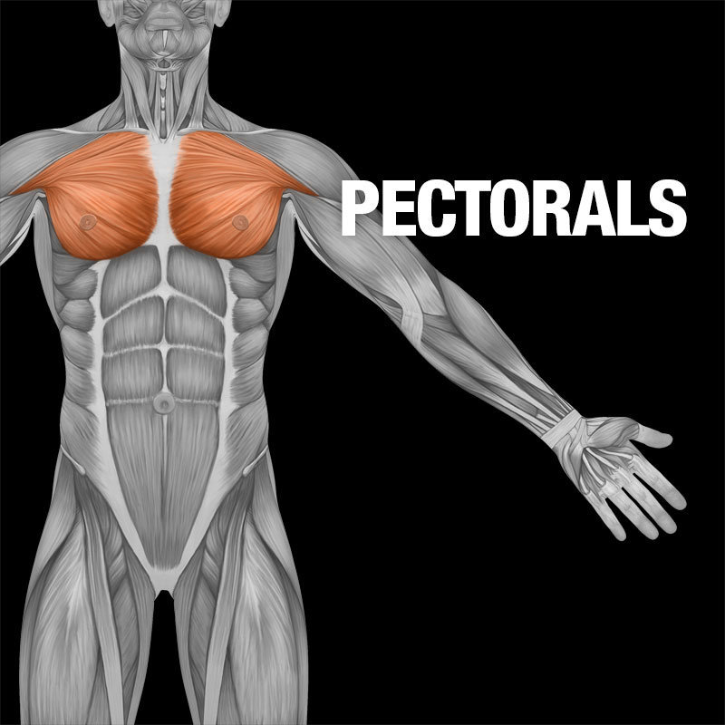 Biarticular Muscles