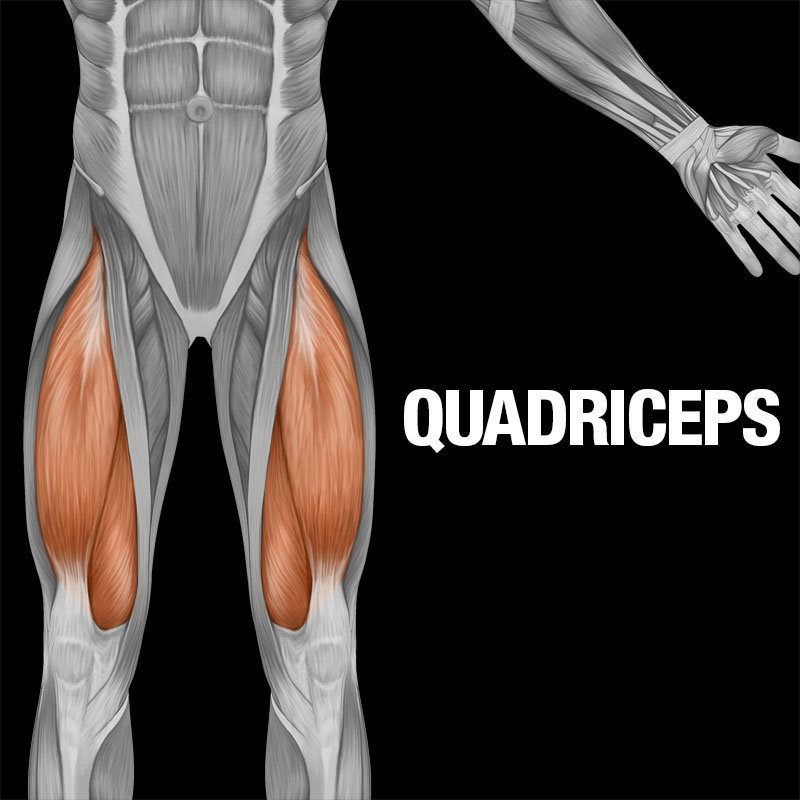 Muscle Groups Explained | Mirafit